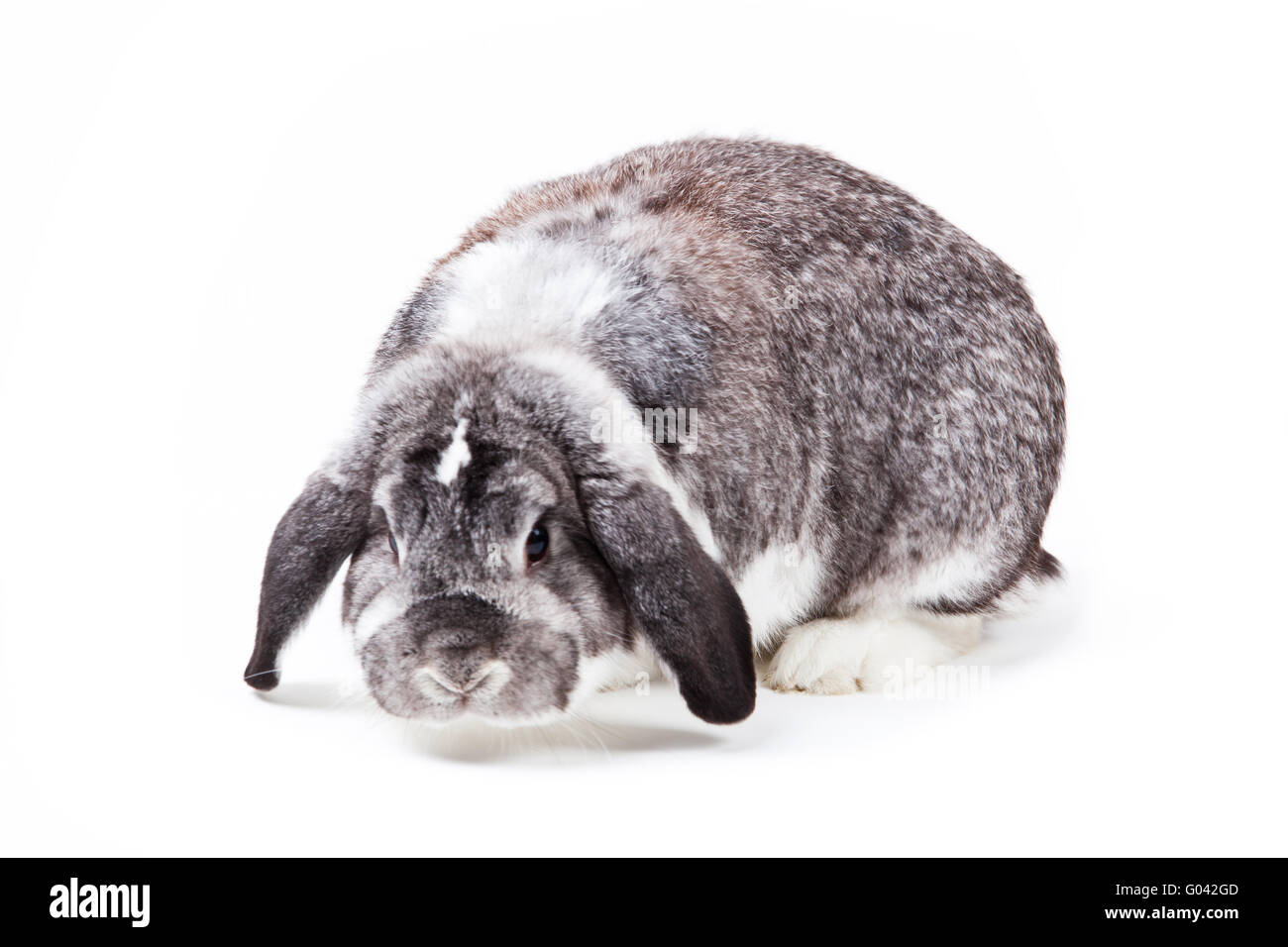 Little live pets hi-res stock photography and images - Alamy