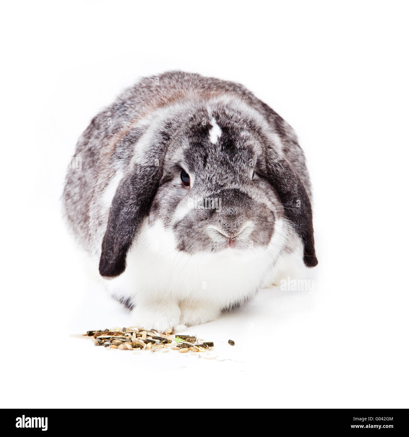 Adorable rabbit isolated on a white background Stock Photo - Alamy