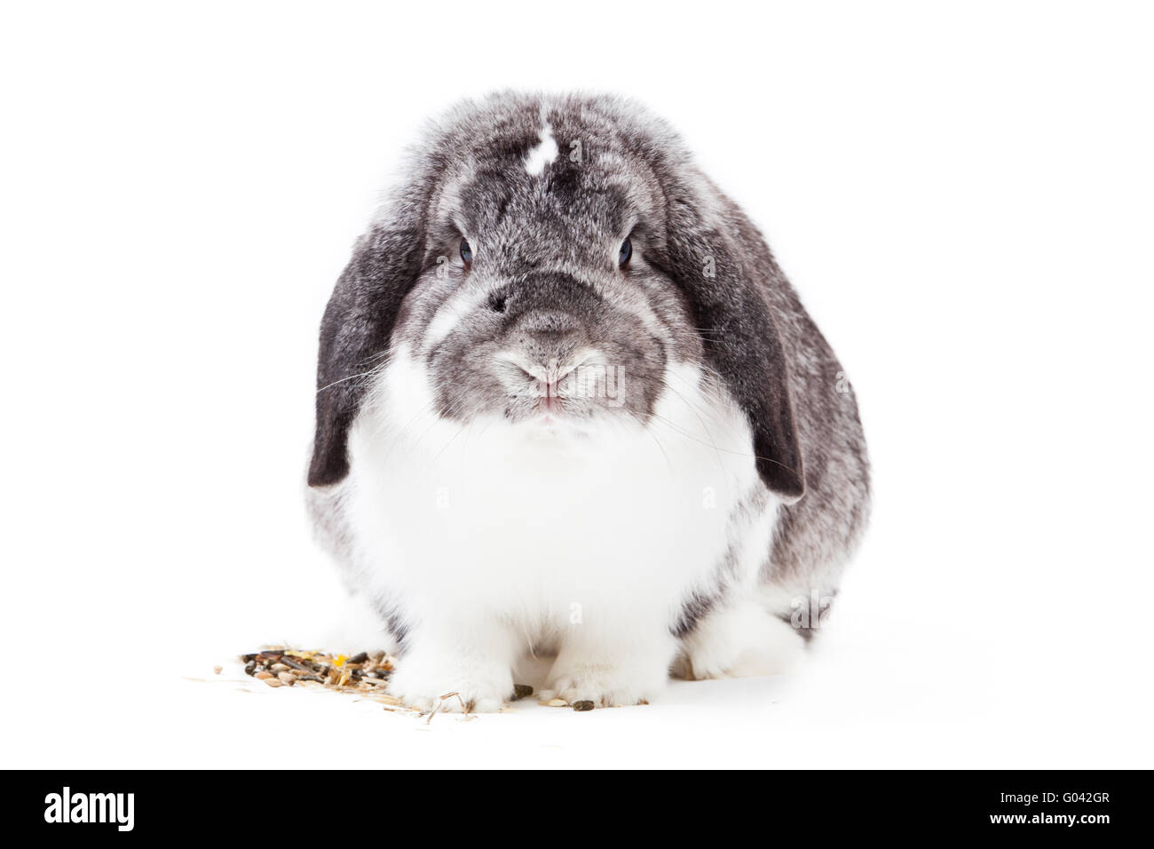 Adorable rabbit isolated on a white background Stock Photo - Alamy