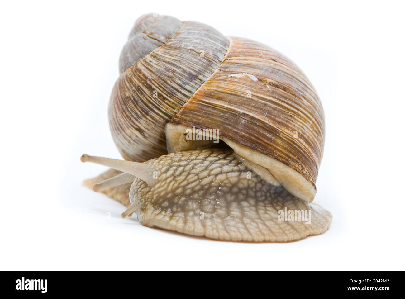 Helix pomatia. Big Roman snail on a white background Stock Photo - Alamy