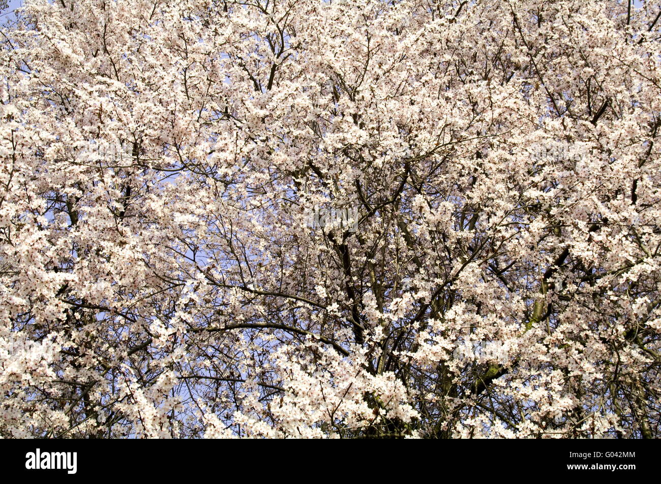 Tree blossum hi-res stock photography and images - Alamy