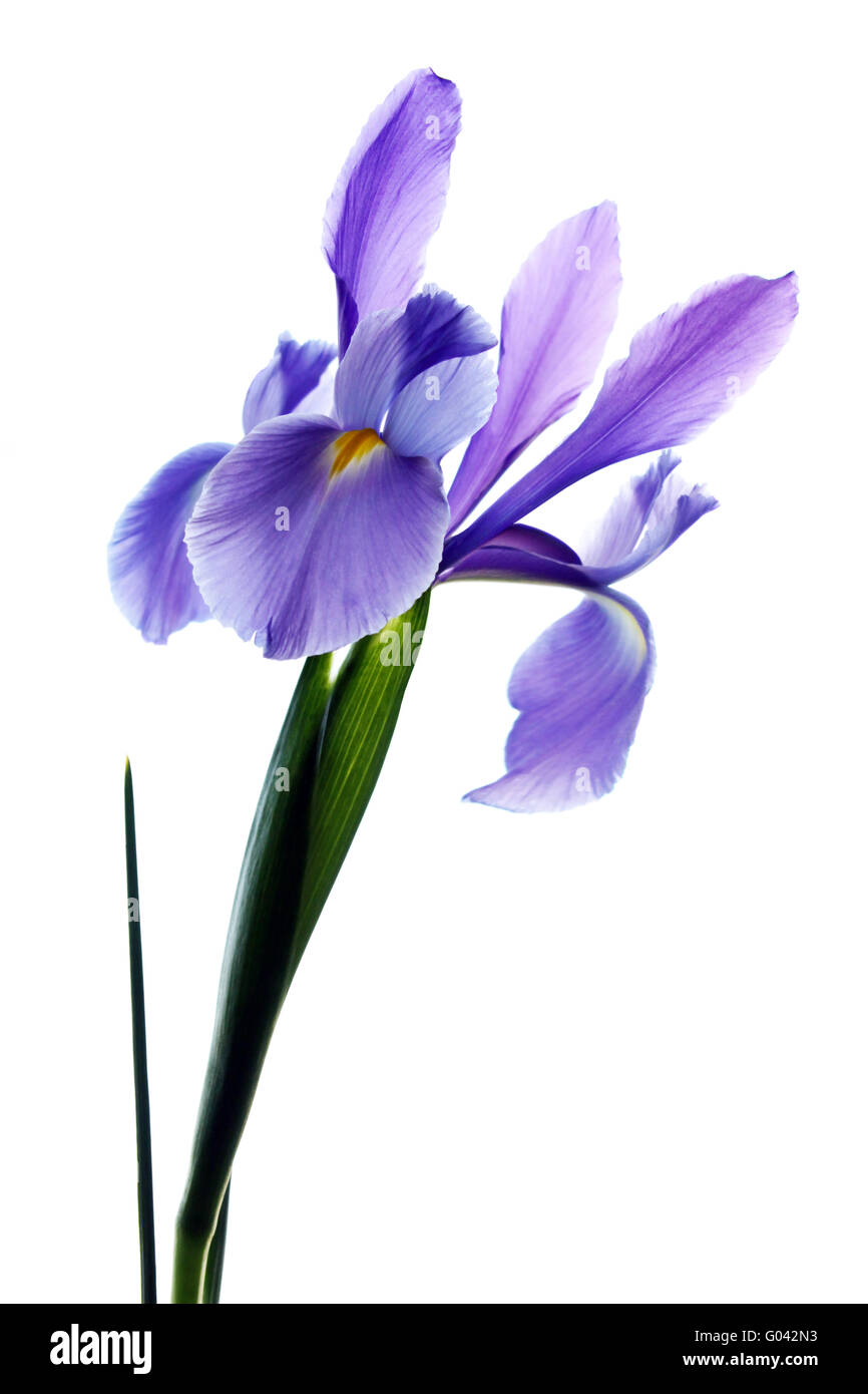 Iris garden plant Cut Out Stock Images & Pictures - Alamy