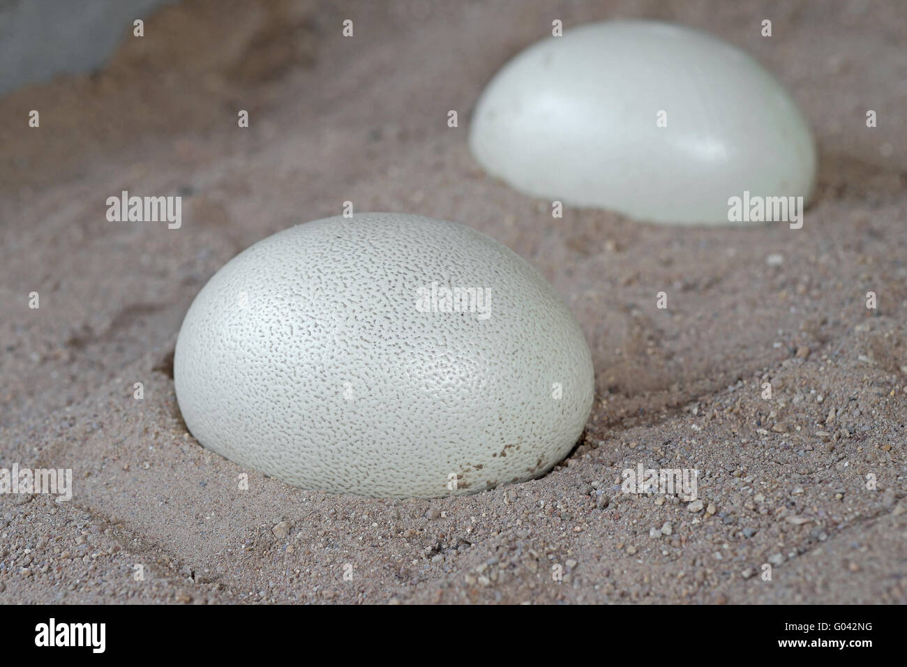 Closeup of ostrich egg in the public zoo Stock Photo - Alamy