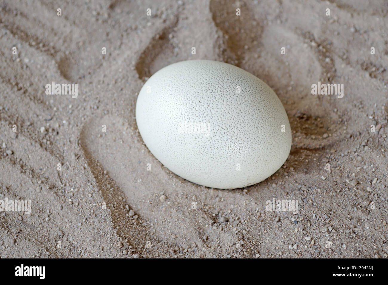 Closeup of ostrich egg in the public zoo Stock Photo - Alamy