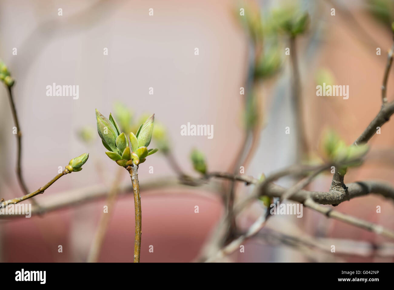 Branch of bush with leaf buds close up Stock Photo - Alamy