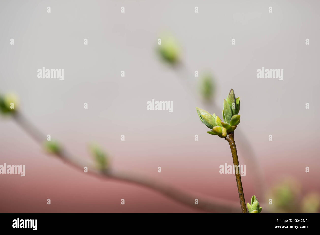 Branch of bush with leaf buds close up Stock Photo - Alamy