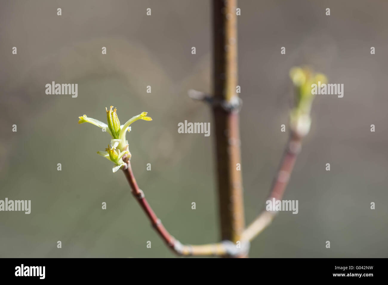 Branch of bush with leaf buds close up Stock Photo - Alamy