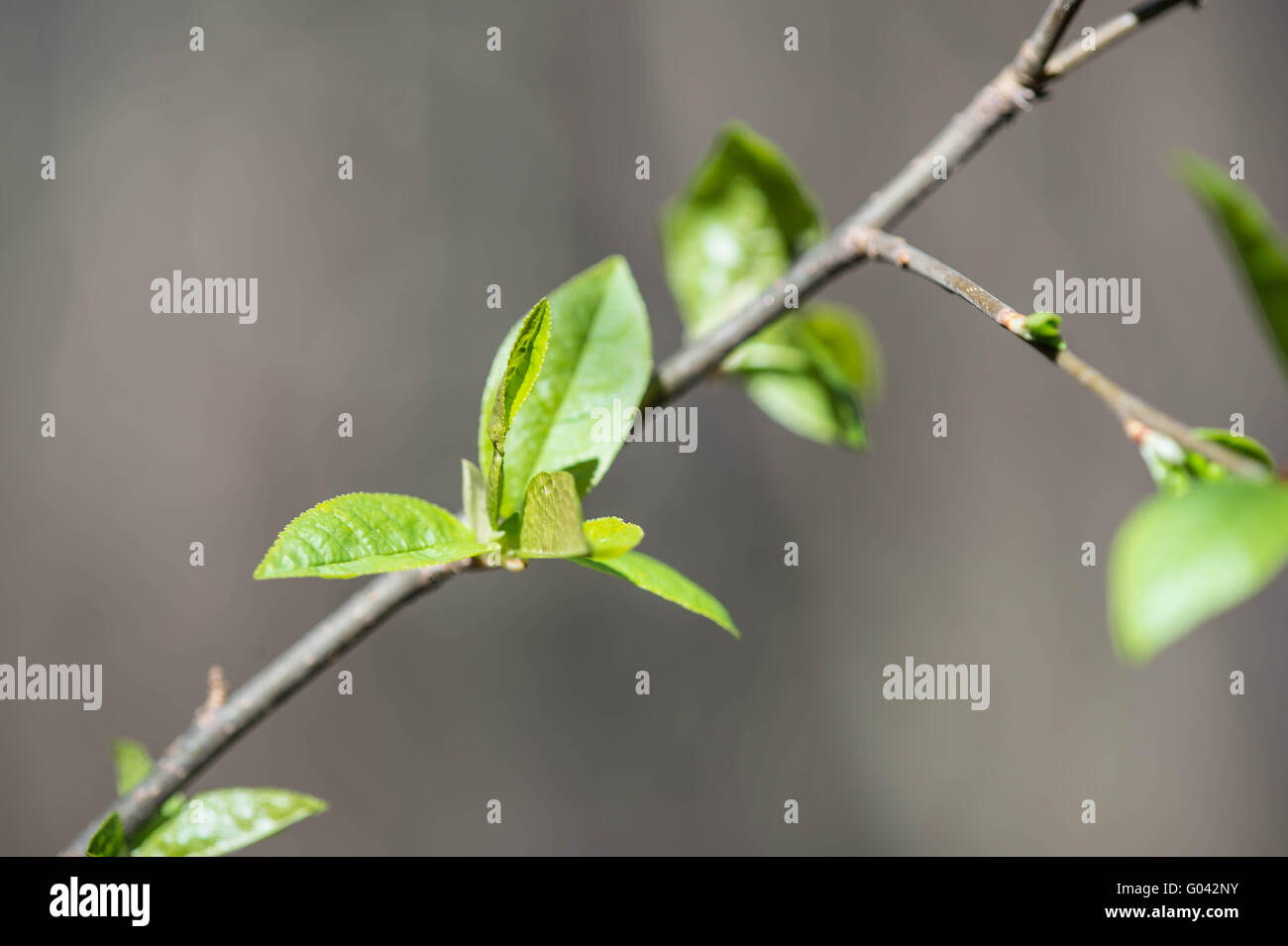 The new young leaves on a tree branch close up Stock Photo - Alamy