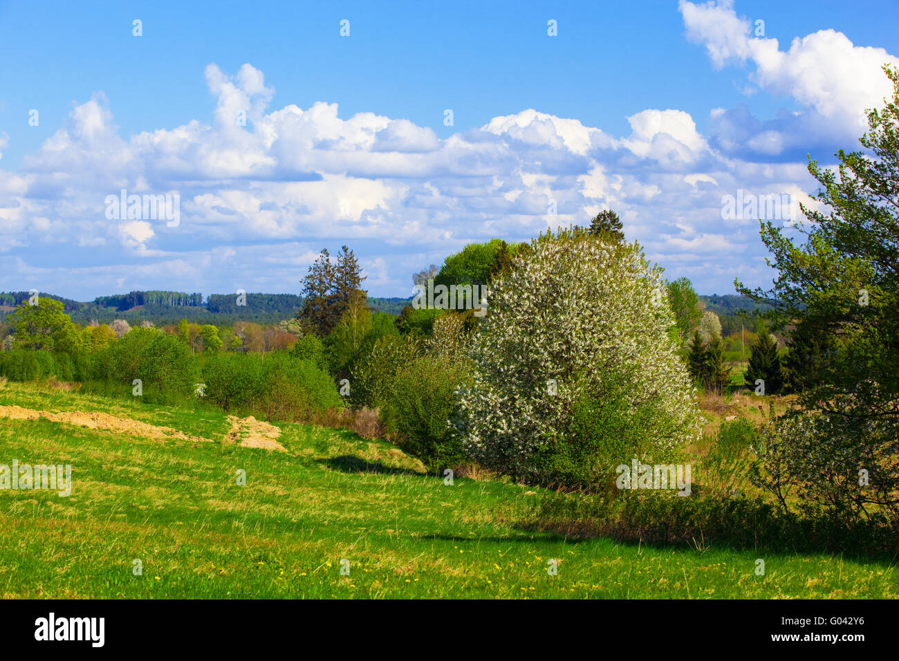 Rural spring landscape with blue sky and puffy clouds Stock Photo - Alamy