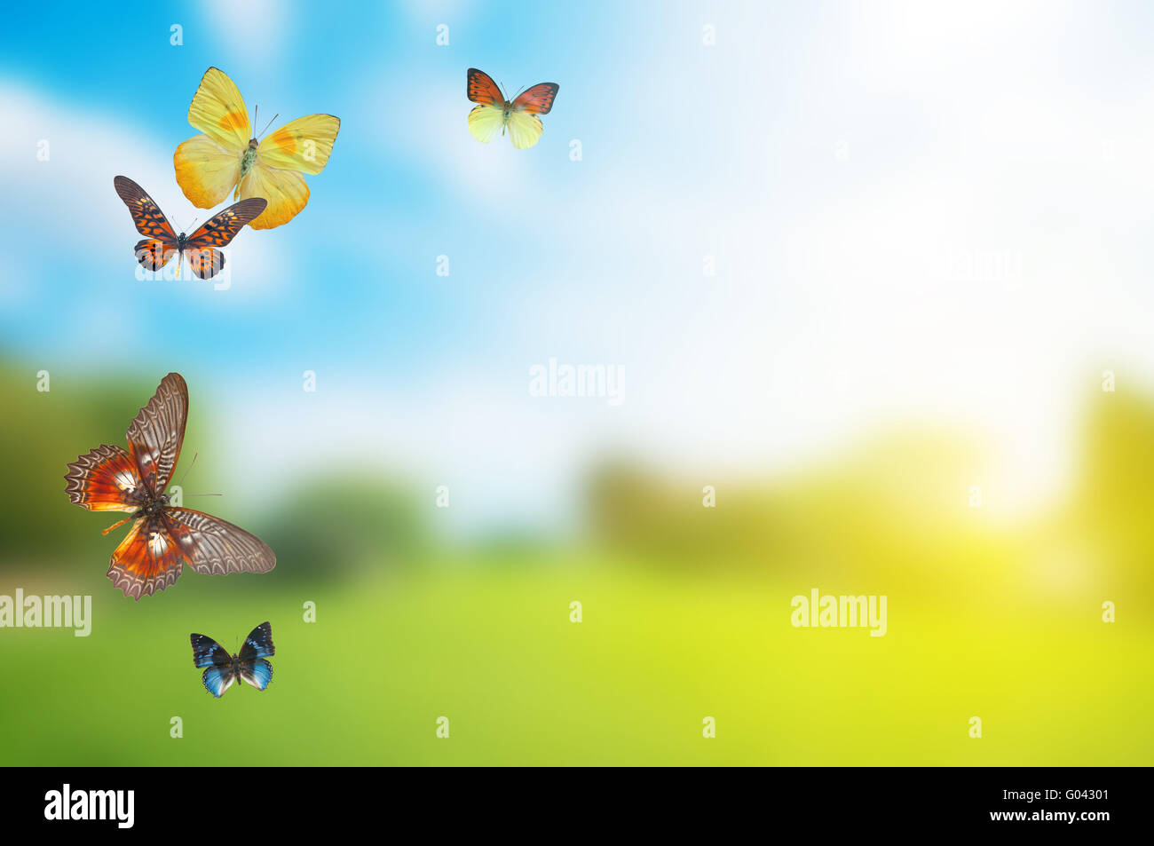 Group of butterflies in garden hi-res stock photography and images - Alamy