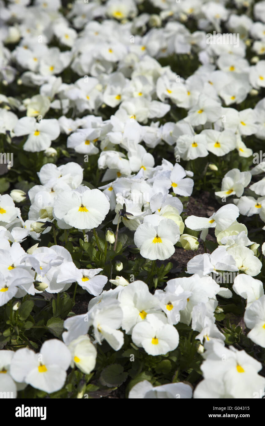 Viola weiss hi-res stock photography and images - Alamy