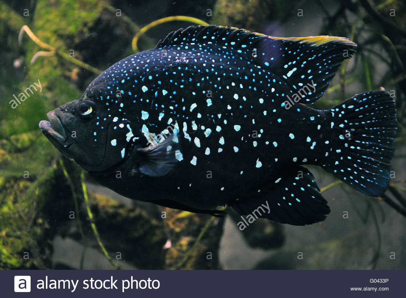Madagascar Cichlid Stock Photos & Madagascar Cichlid Stock Images - Alamy