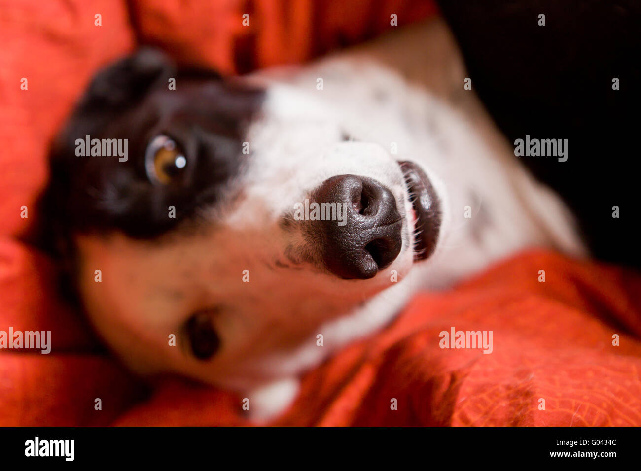 Dreamer hi-res stock photography and images - Alamy