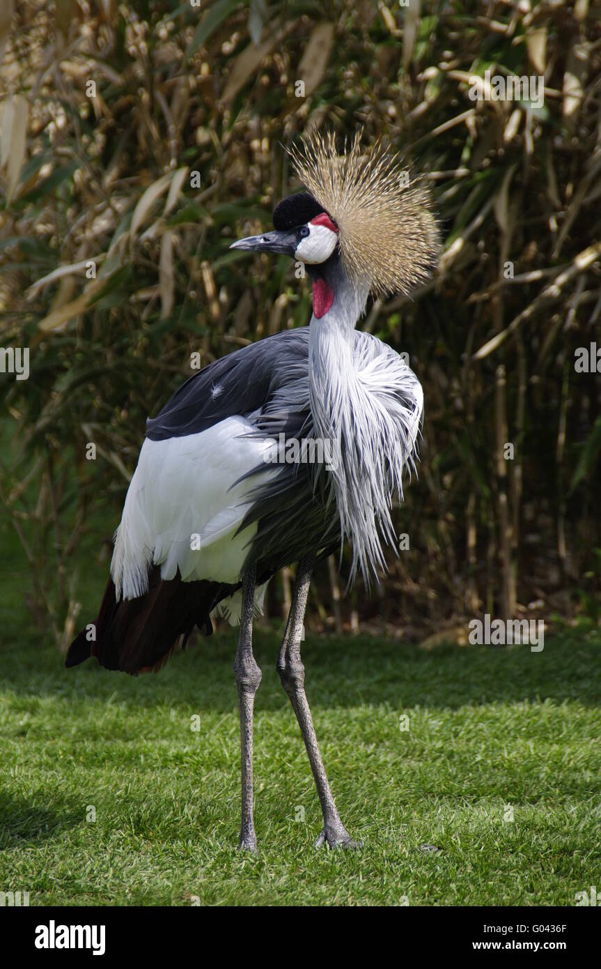 Grey Crowned Crane Stock Photo - Alamy