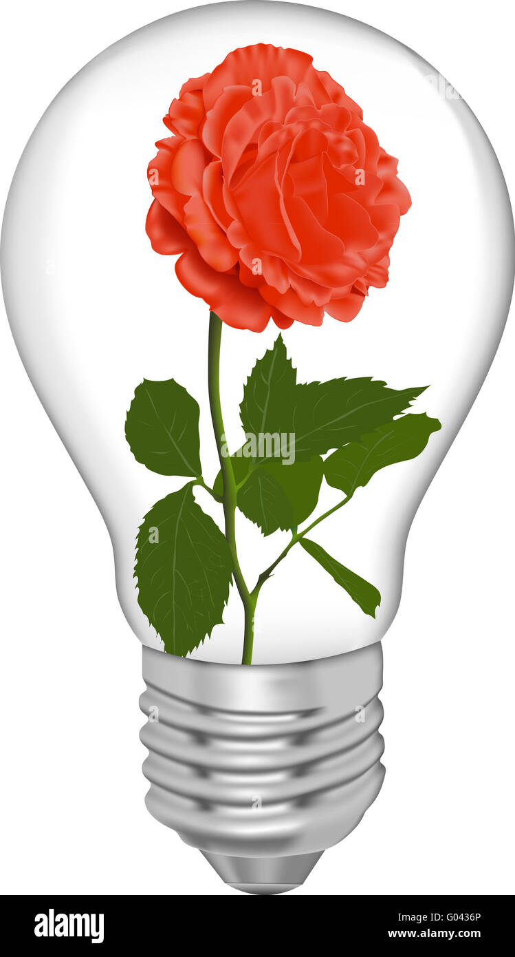 Red rose in a bulb Stock Photo - Alamy
