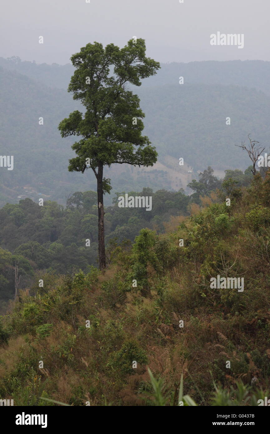 Single tree alone hi-res stock photography and images - Alamy