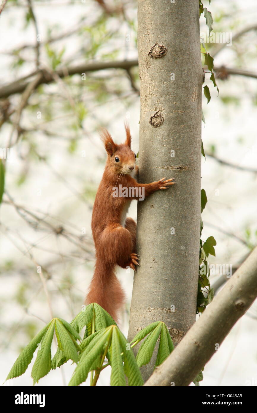 Squirrel climbs on tree Stock Photo - Alamy