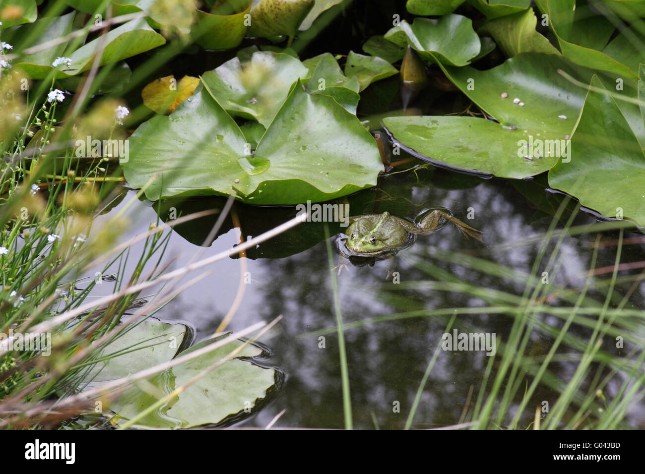 Hiding frog hi-res stock photography and images - Alamy
