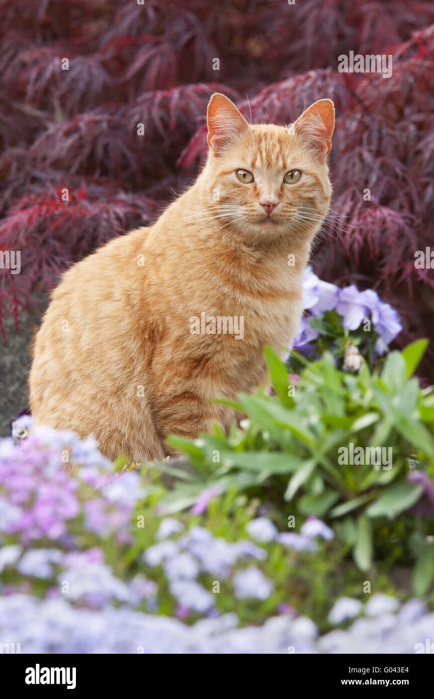 Cat, red tabby, in a flowering garden Stock Photo - Alamy