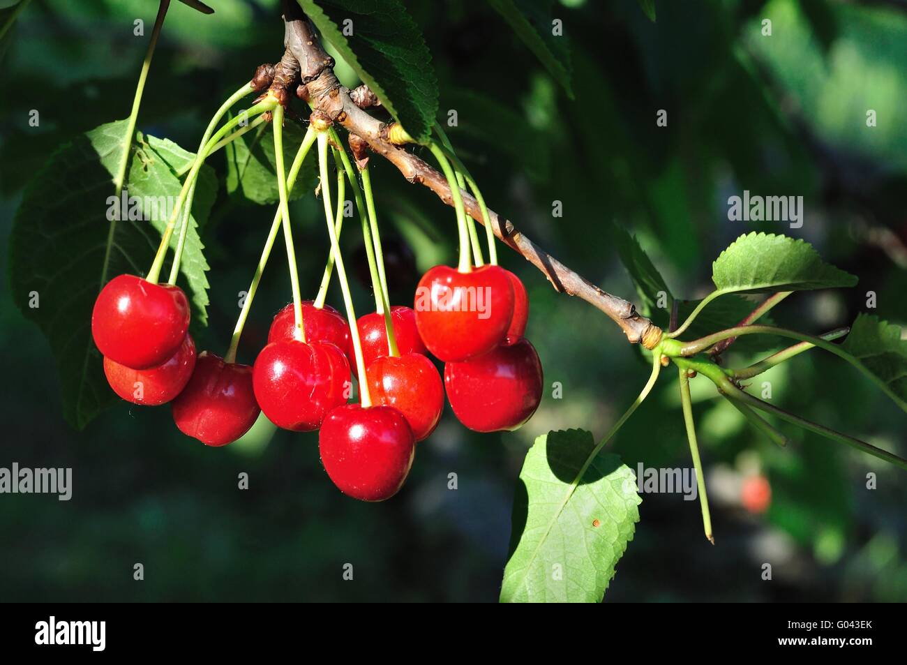 Cherries hanging on a cherry tree branch Stock Photo - Alamy