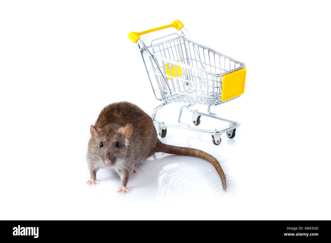 Ear of mouse hi-res stock photography and images - Alamy