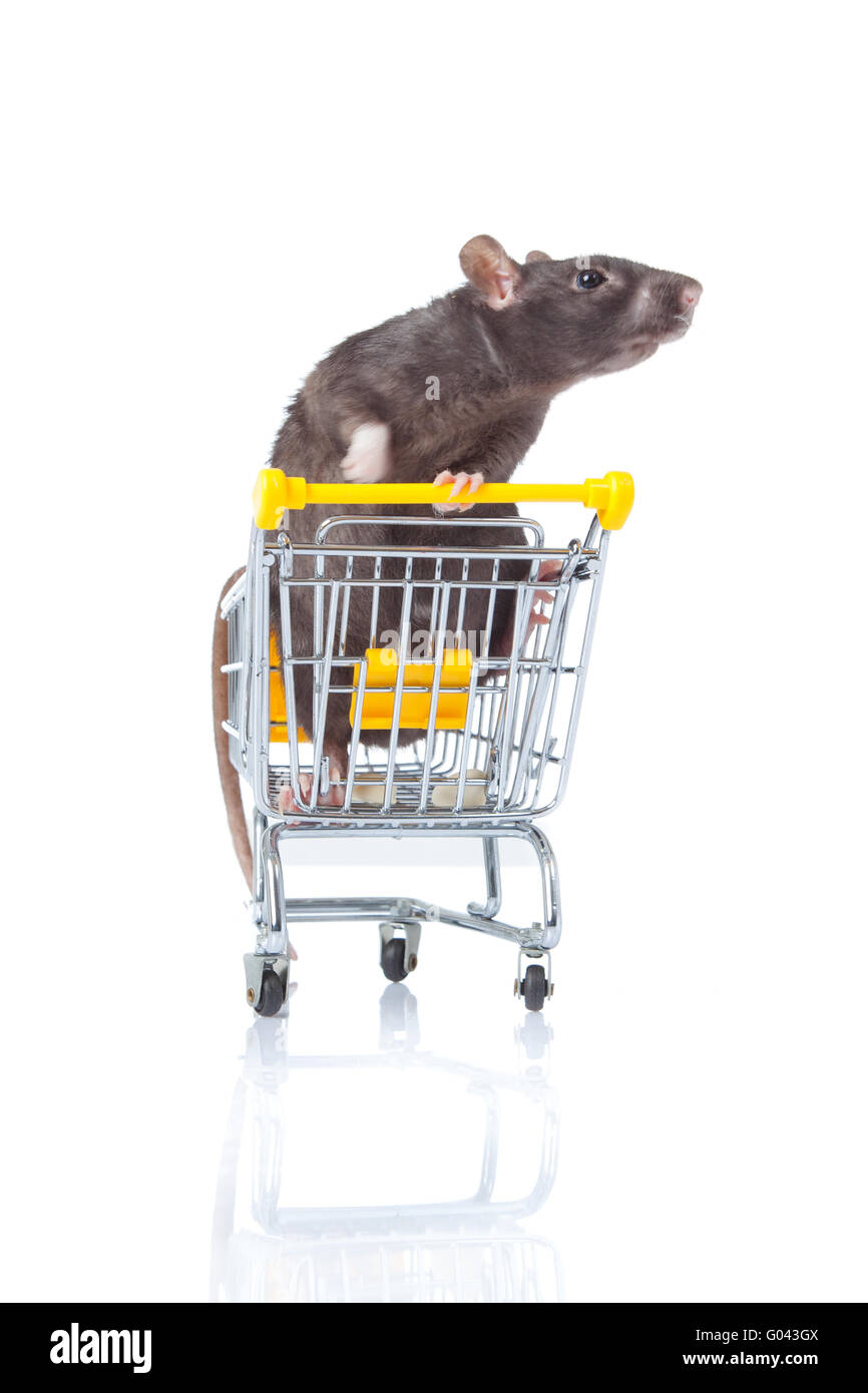 rat and the shopping cart. a rat with a basket Stock Photo - Alamy