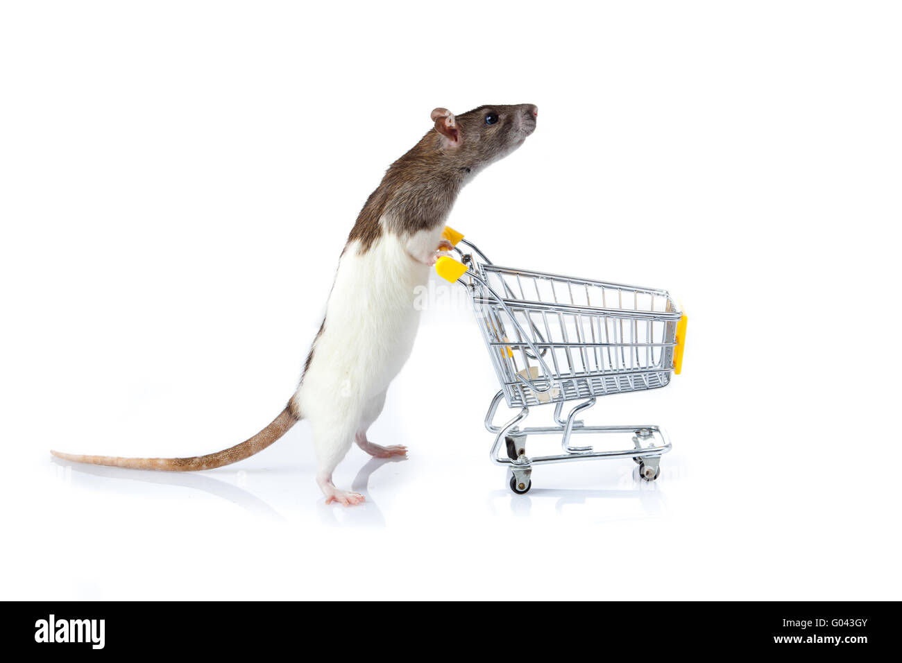 Rat with fluffy tail hi-res stock photography and images - Alamy