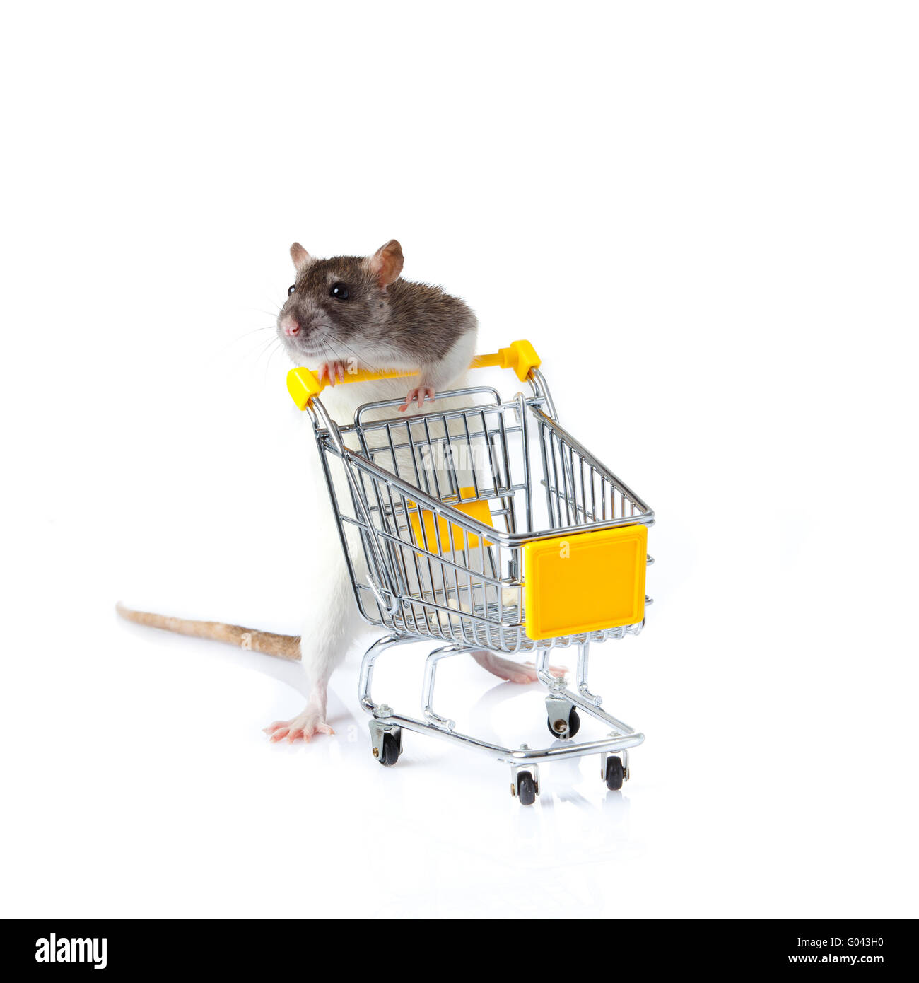 Smal basket hi-res stock photography and images - Alamy