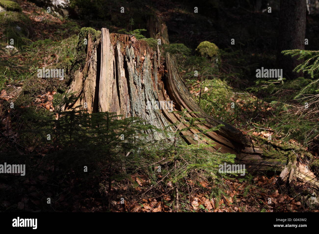 Conifer stump hi-res stock photography and images - Alamy