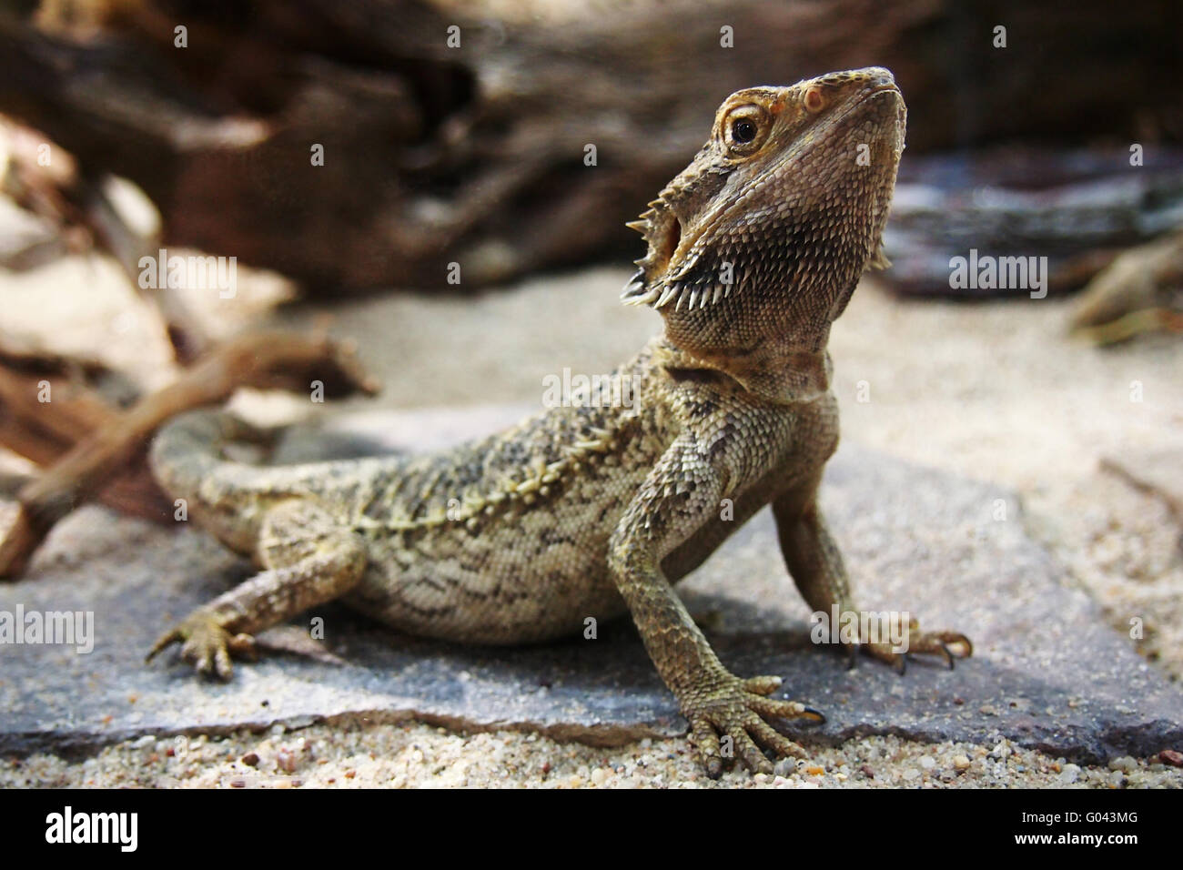 Saurian hi-res stock photography and images - Alamy