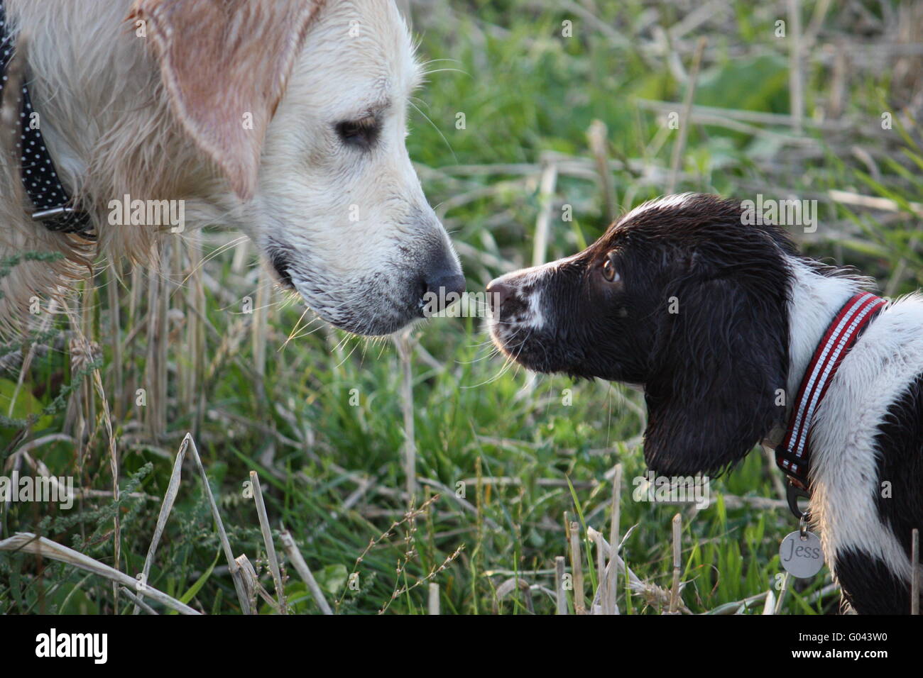 Golden retriever springer spaniel working hi-res stock photography and ...