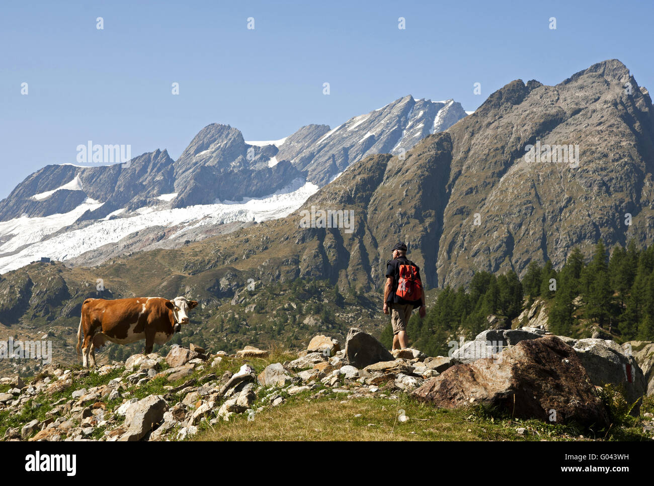 Vieh begegnung hi-res stock photography and images - Alamy