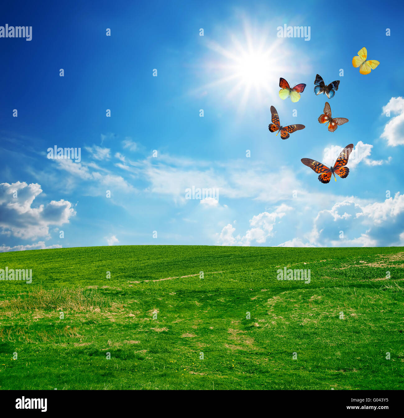 Green perfect field, a butterfly group flying Stock Photo - Alamy