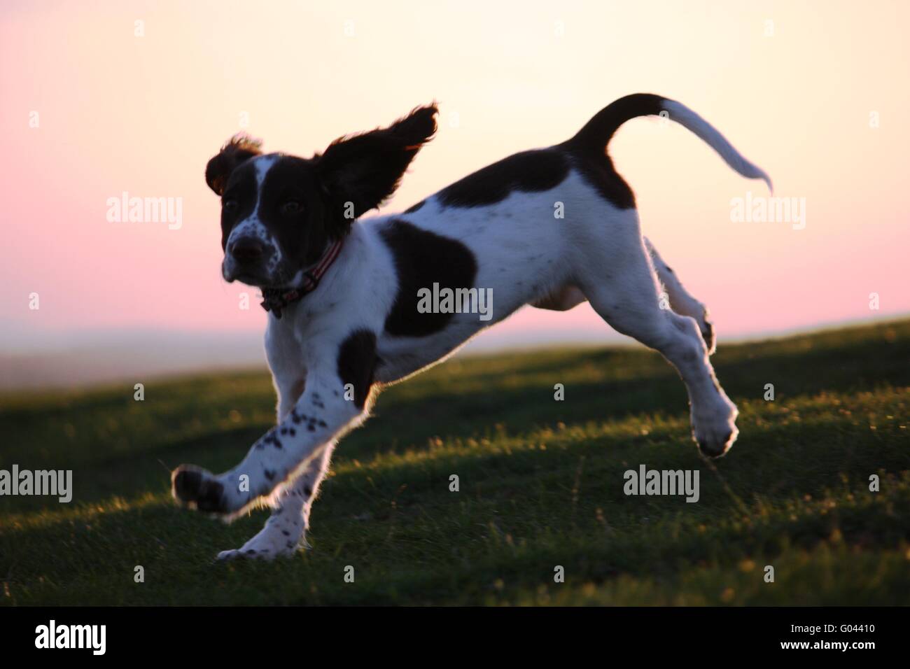 English springer spaniel puppy hi-res stock photography and images - Alamy