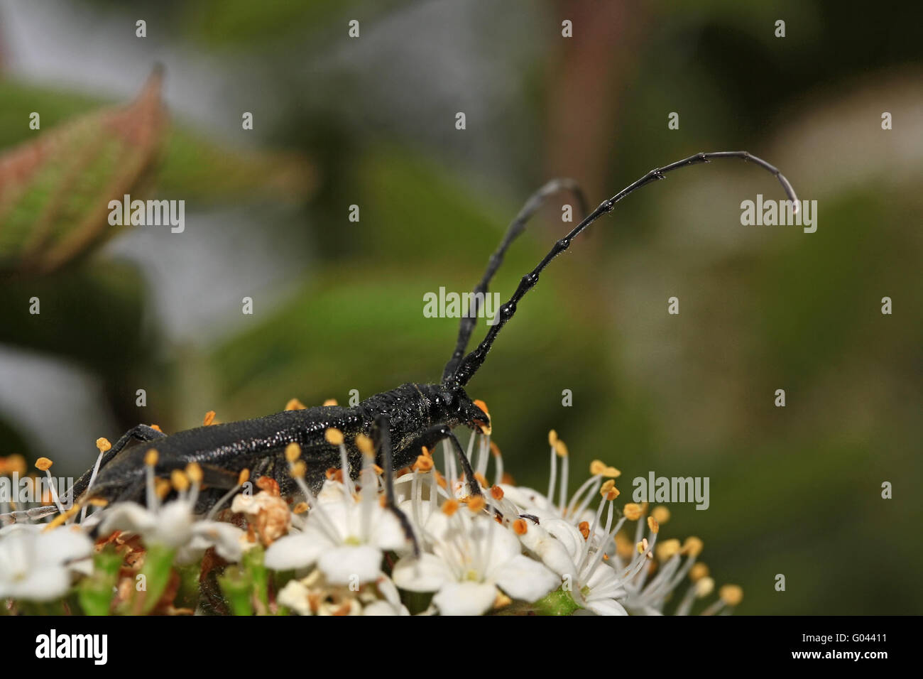 Large oak block 2 Stock Photo - Alamy