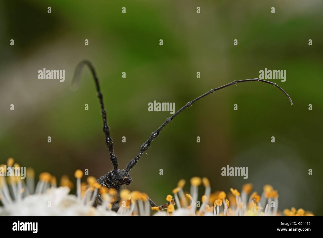 Large oak block 2 Stock Photo - Alamy