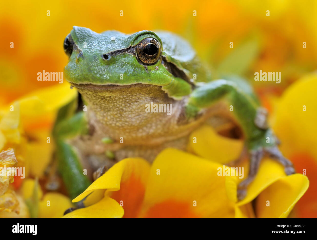 european tree frog Stock Photo - Alamy