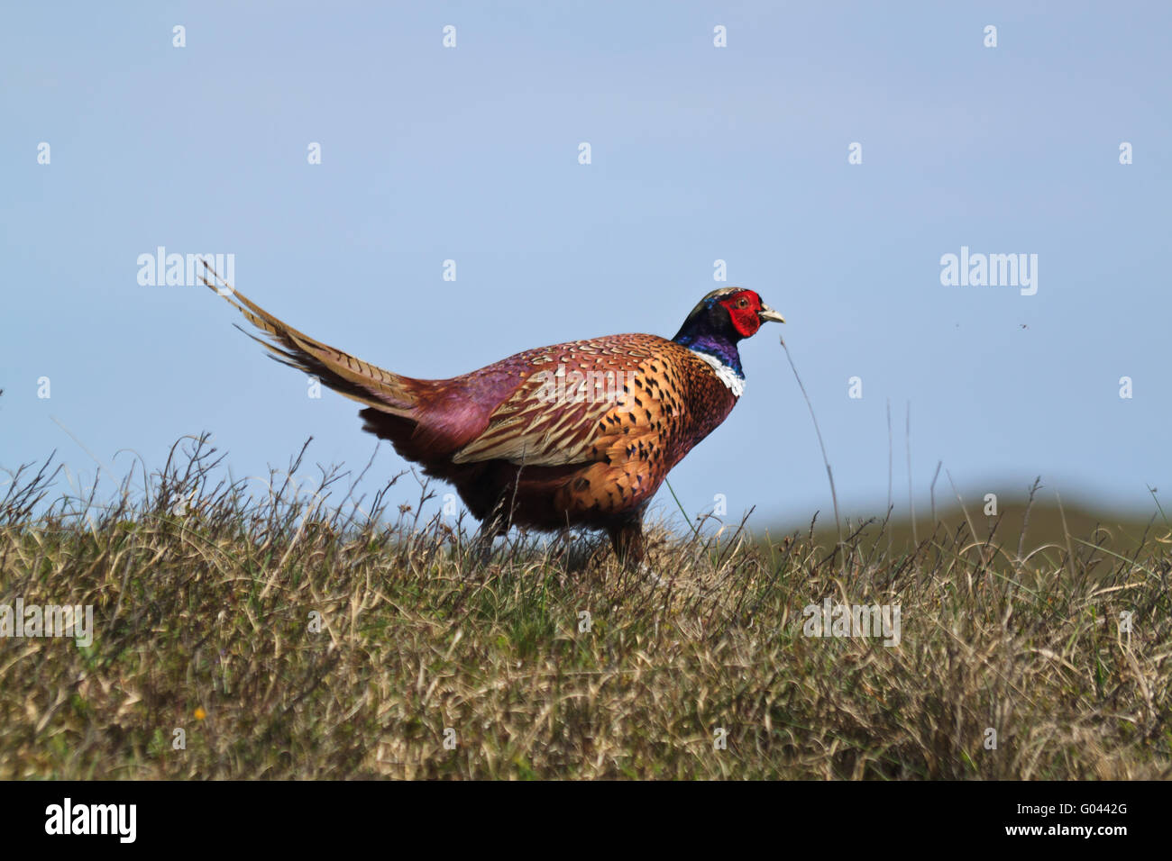 Mating season pheasant hi-res stock photography and images - Alamy