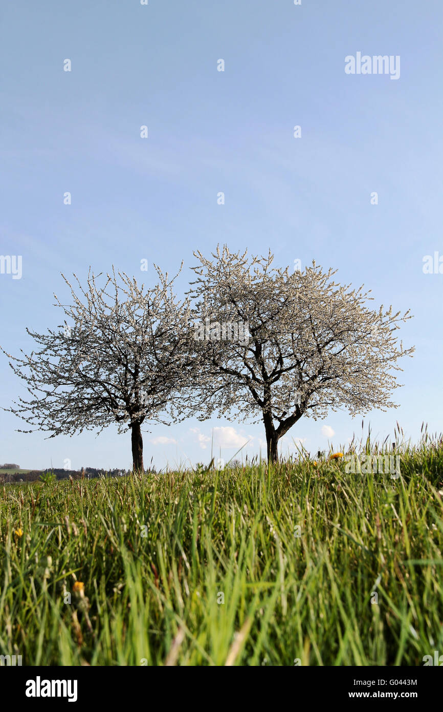 Two flowering cherry trees Stock Photo - Alamy