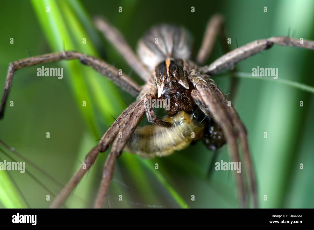 Spider eating a larva at Laghetti Stock Photo - Alamy