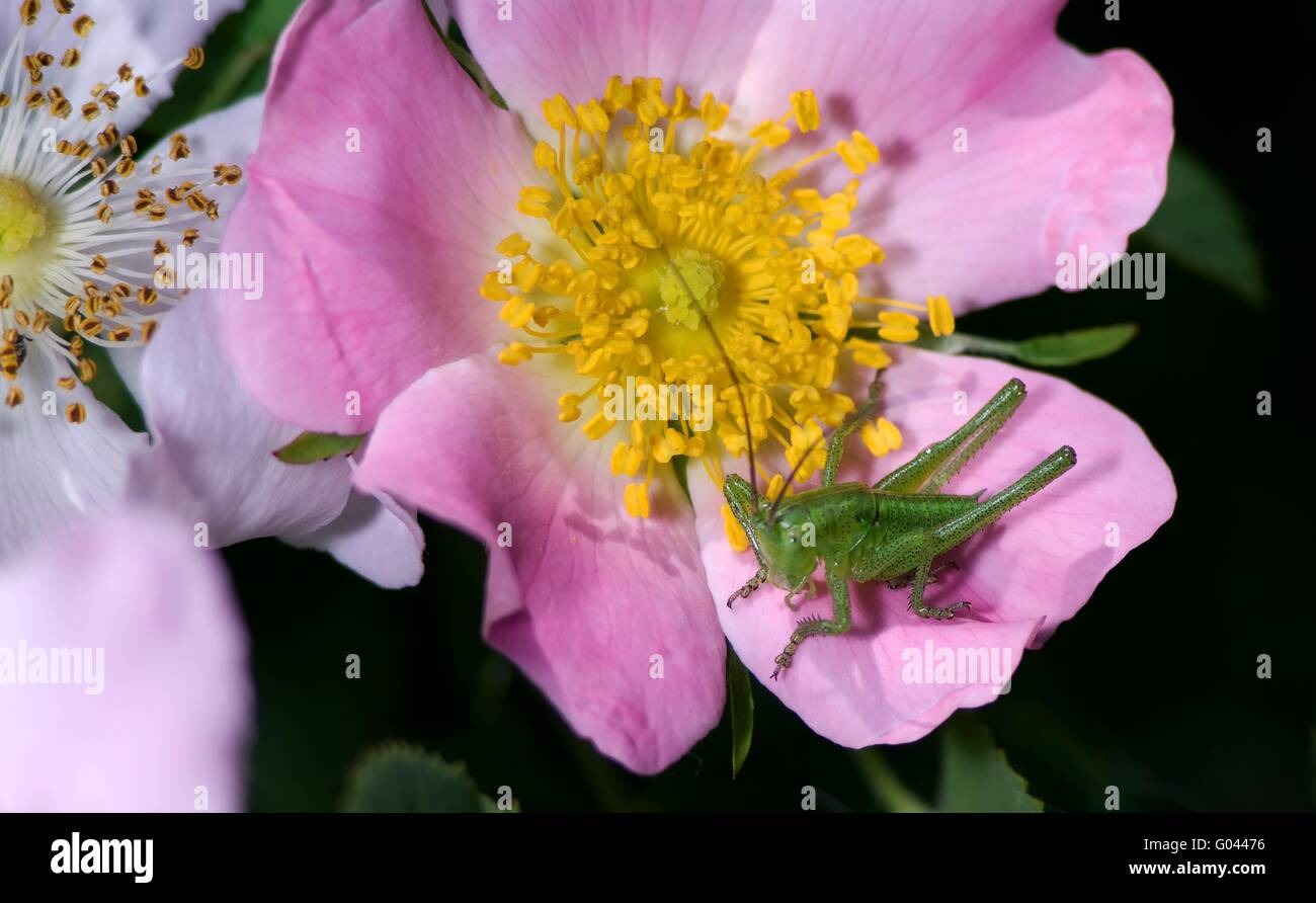 Rose nymph hi-res stock photography and images - Alamy