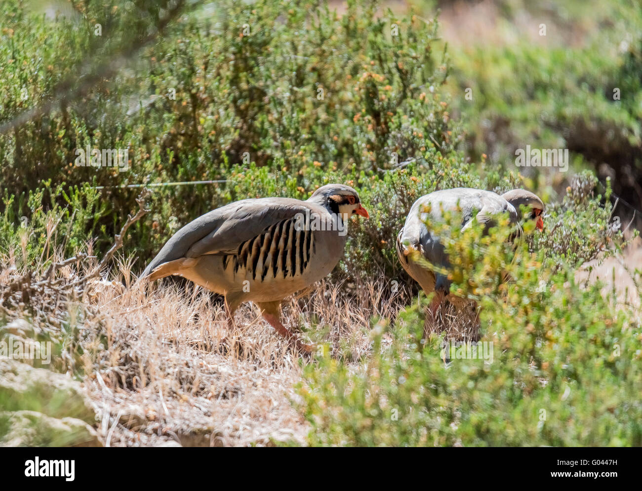 Couple for island partridge from Kos island Greece Stock Photo - Alamy