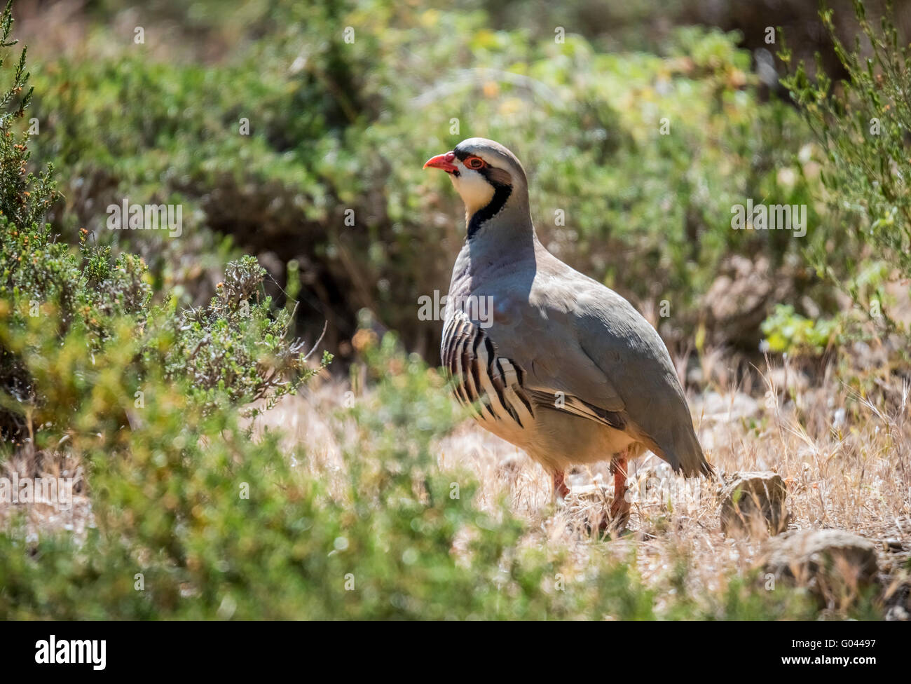 Partridge mountain hi-res stock photography and images - Alamy