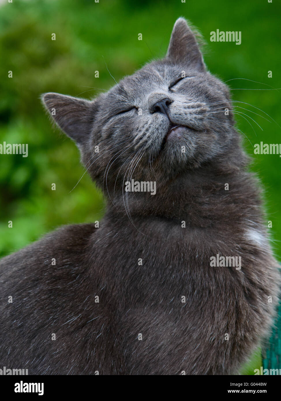 Grey cat purrs with pleasure his eyes closed Stock Photo - Alamy