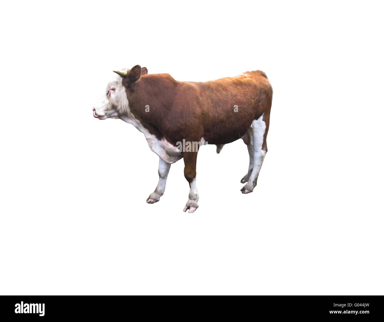 a young ox on the white background Stock Photo - Alamy