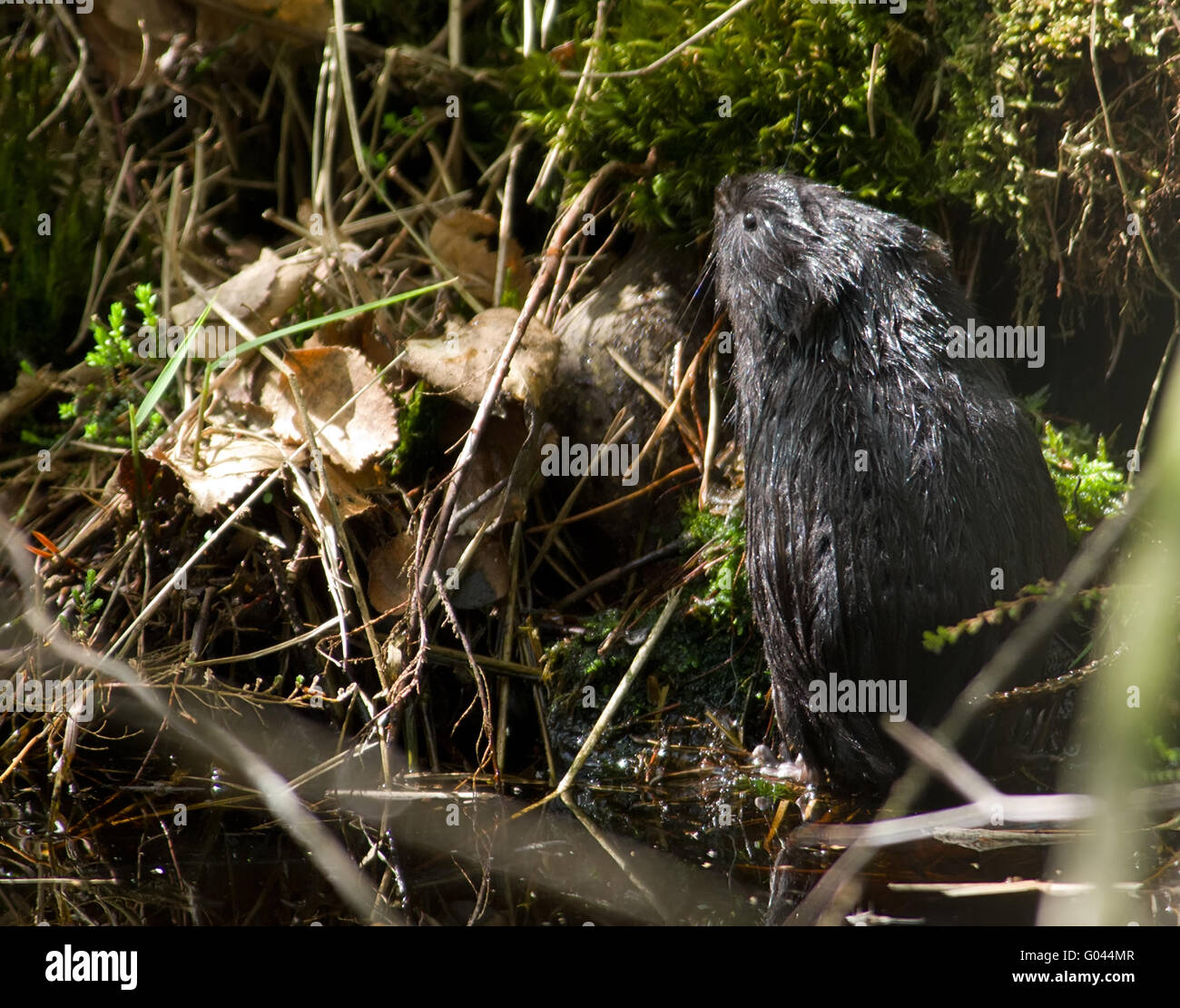 Black muskrat hi-res stock photography and images - Alamy