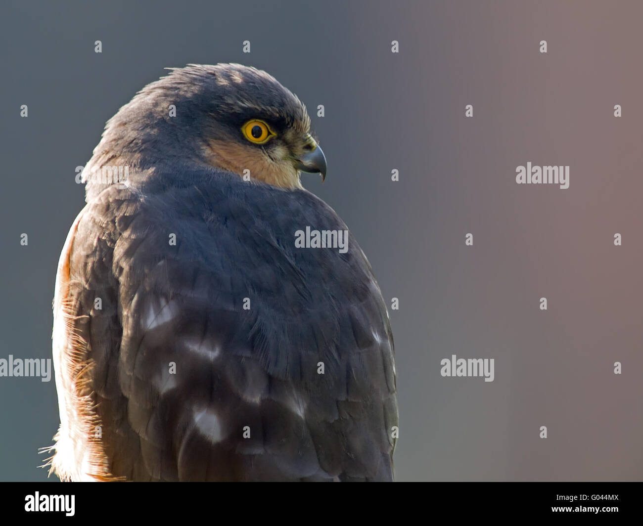 Raptor conservation hi-res stock photography and images - Alamy