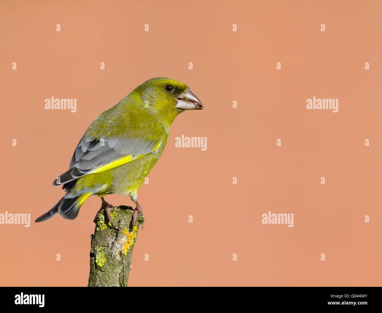 Buchfink mannchen hi-res stock photography and images - Alamy