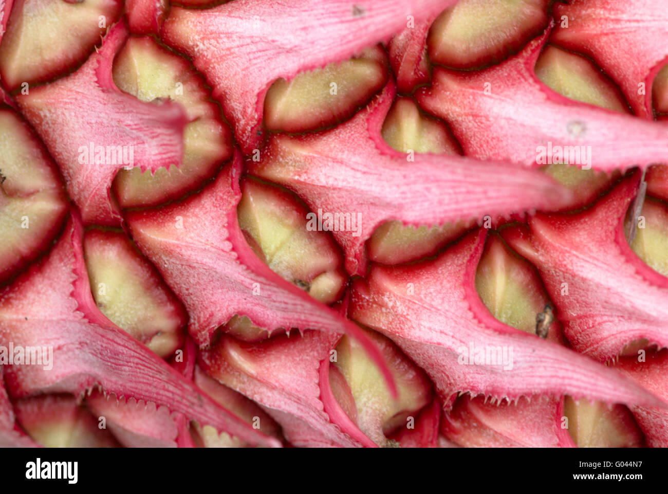 Close up of textures on pineapple Stock Photo - Alamy