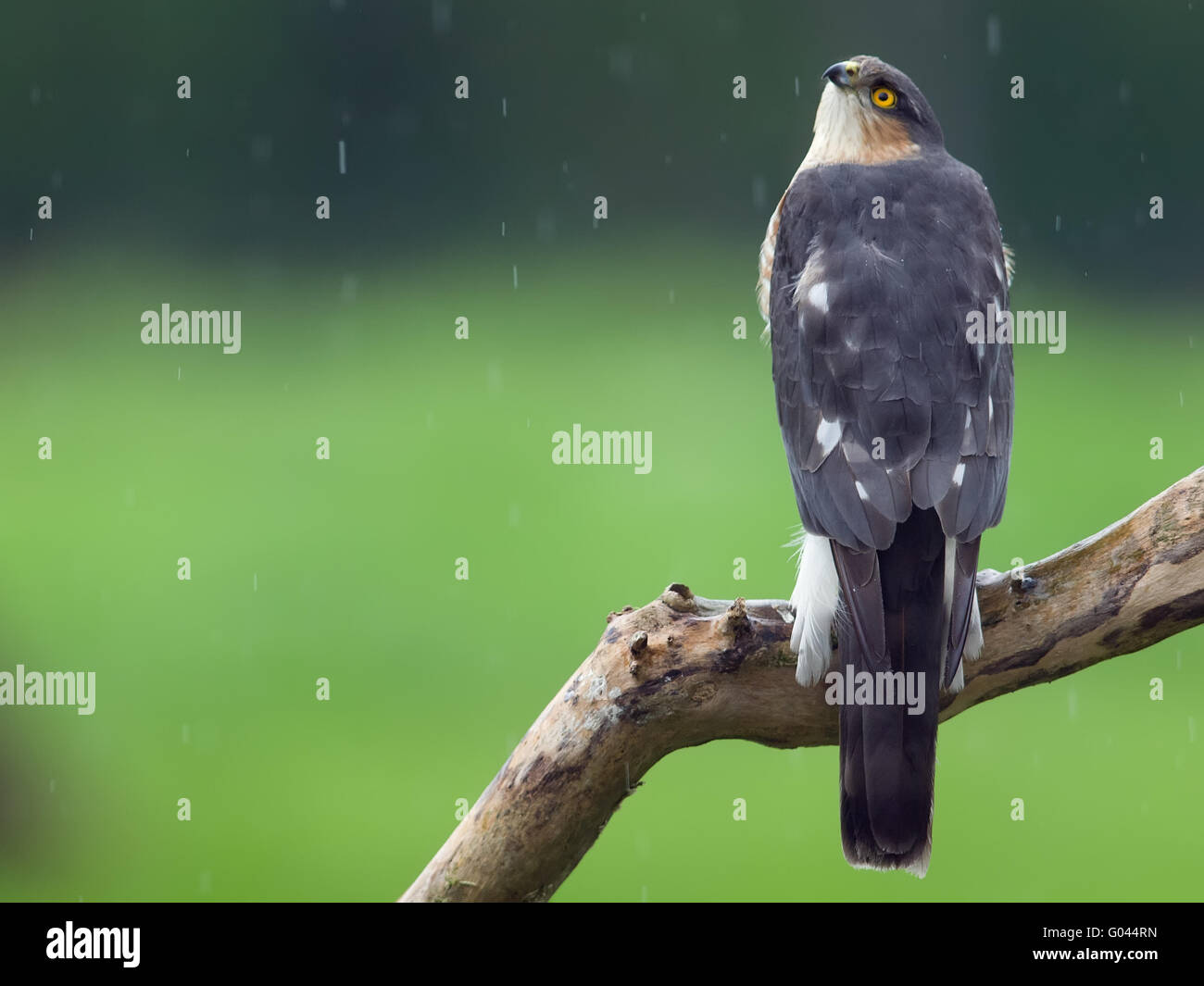 Hunters with their prey hi-res stock photography and images - Alamy